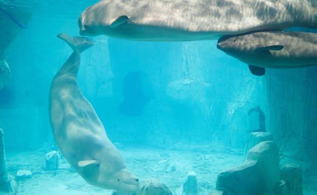 Fuego Oceanogràfic Valencia | Todos los animales del Oceanogràfic de ...