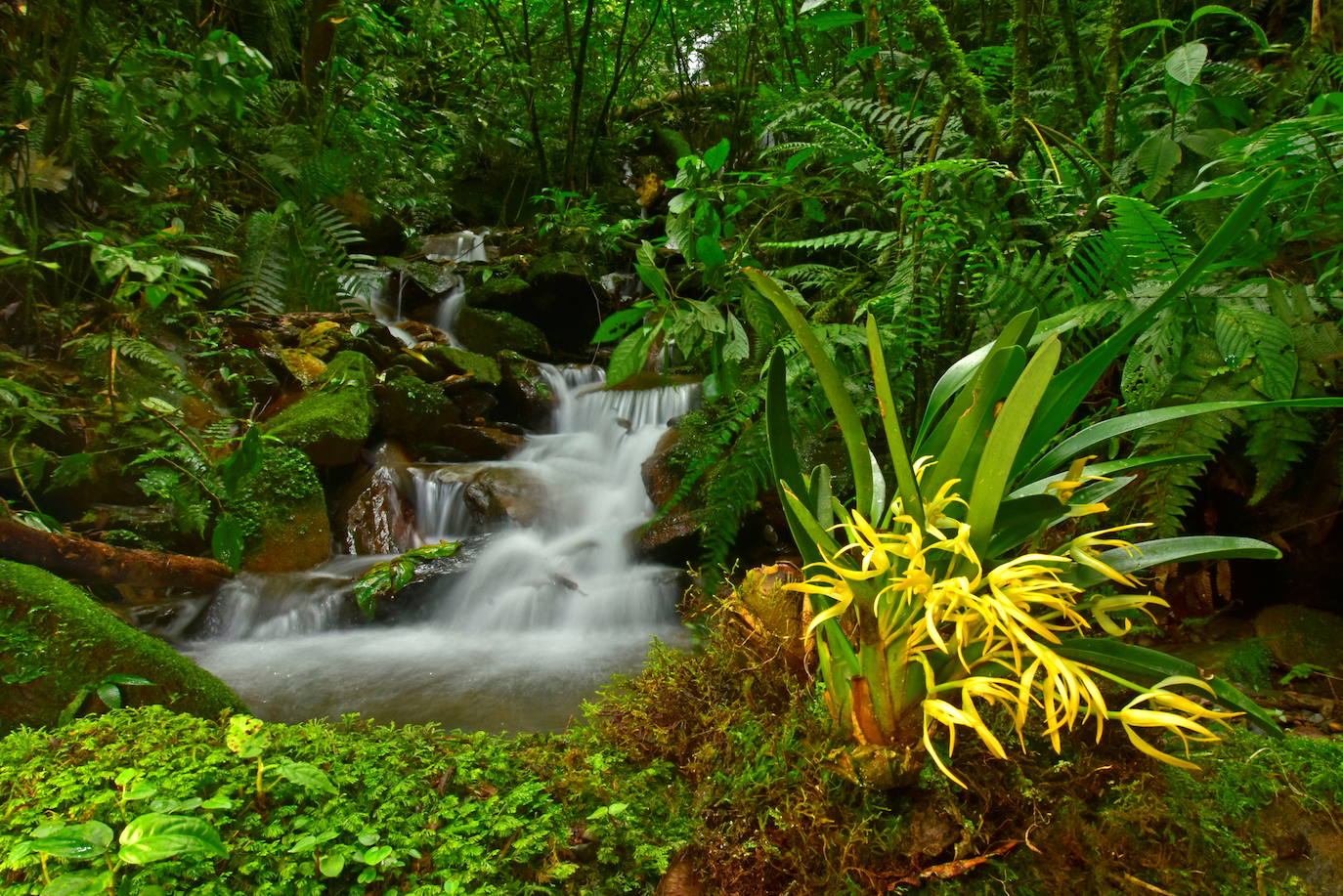 Fotos: Las increíbles especies descubiertas en un valle escondido de ...