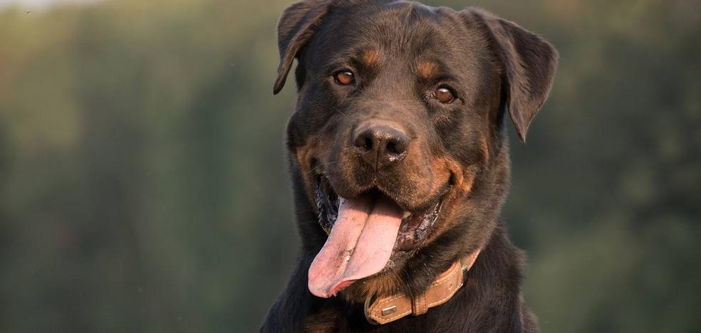 PPP: Listado de razas de perros potencialmente peligrosos | Las Provincias