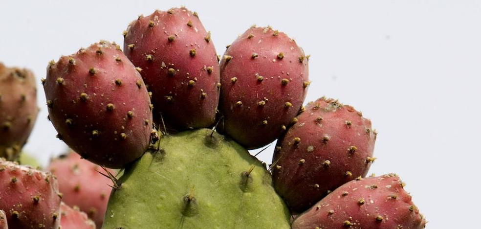 Xonocostle | El superalimento que ayuda a adelgazar, acelera la ...