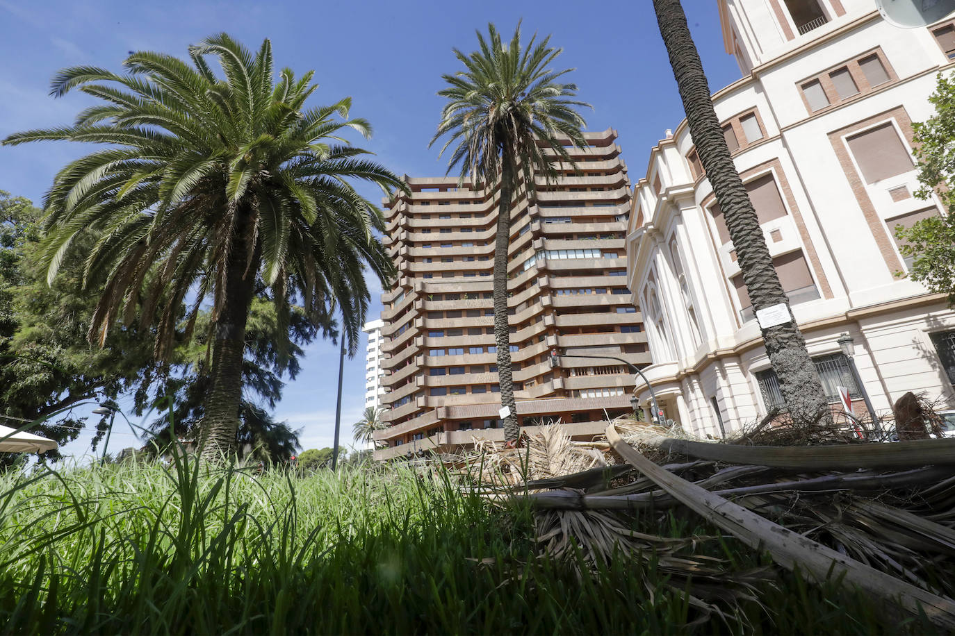 Fotos: Árboles monumentales de Valencia que pasan por el quirófano ...
